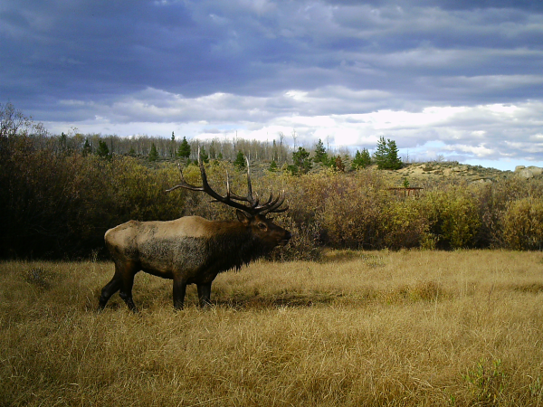 Colorado Elk Outfitter - Hunting Stores and Outfitters - HuntingLocator.com